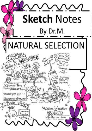 Natural Selection Sketch Notes | Teaching Resources