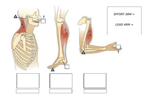 OCR A Level PE- Lever Systems | Teaching Resources OCR A Level PE- Lever Systems | Teaching Resources