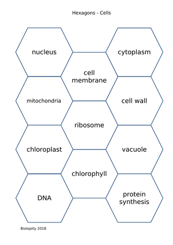 Cells - SOLO Hexagons | Teaching Resources Cells - SOLO Hexagons | Teaching Resources