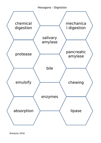 Digestion - SOLO Hexagons | Teaching Resources Digestion - SOLO Hexagons | Teaching Resources