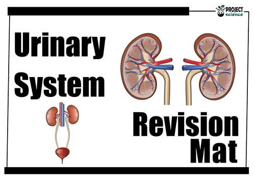 Urinary System Revision Mat | Teaching Resources