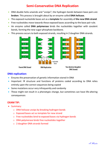 Semi-Conservative DNA Replication | Teaching Resources
