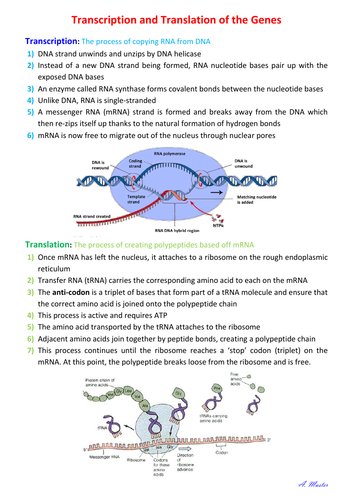 Transcription and Translation of Genes | Teaching Resources