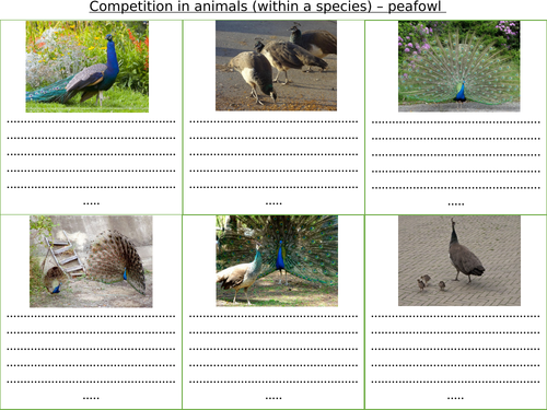 Competition in animals - within species - storyboard activity ...