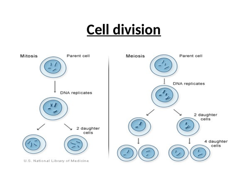 Biology Cell Division