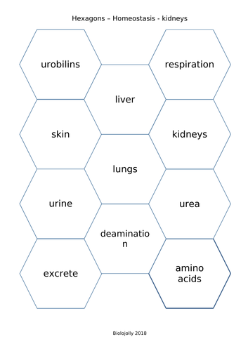 Homeostasis - kidneys - SOLO Hexagons | Teaching Resources