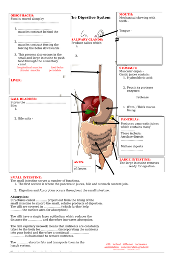 Digestive System & Transport Revision Tasks (GCSE) | Teaching Resources