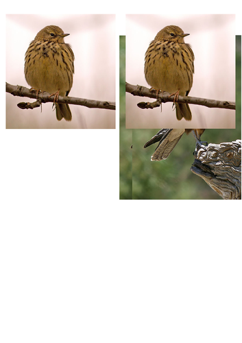 Bioaccumulation - cut and sort activity | Teaching Resources