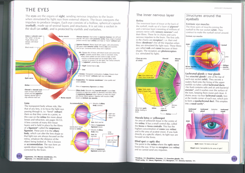 The Structure & Function Of The Eye (GCSE) | Teaching Resources