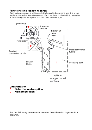 The Excretory System & The Kidneys (GCSE) | Teaching Resources
