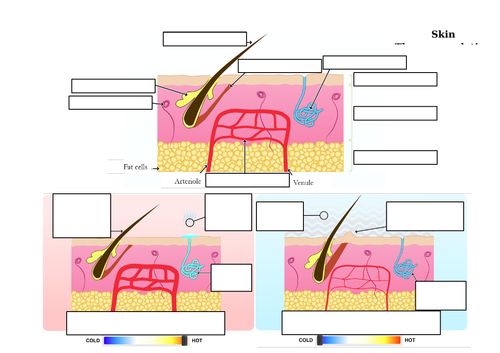 Skin & Homeostasis incl. Thermoregulation (GCSE) | Teaching Resources