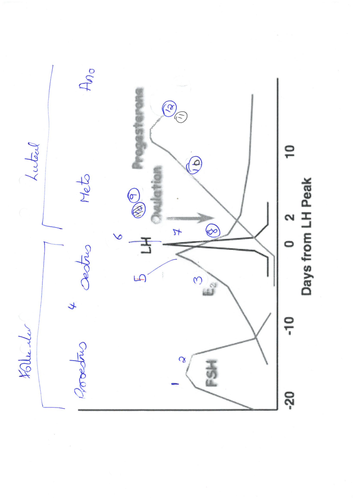 Oestrus Cycle | Teaching Resources