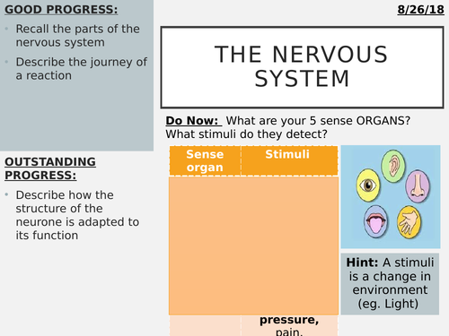 Nervous System | Teaching Resources