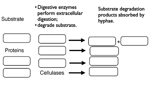Extracellular Digestion In Fungi Characteristics And Potential