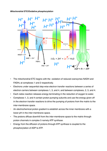 Electron transport chain mitochondria | Teaching Resources