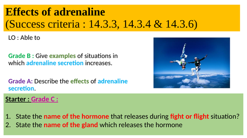 Effect of adrenaline | Teaching Resources