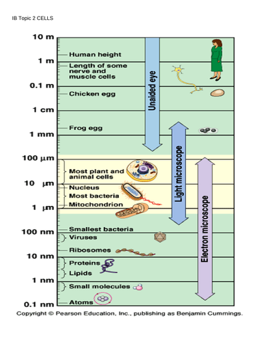 Size of Cells Handout | Teaching Resources