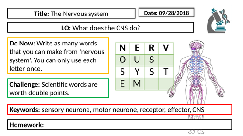 AQA GCSE Biology New Specification - B5 The Nervous system | Teaching ... AQA GCSE Biology New Specification - B5 The Nervous system | Teaching ...