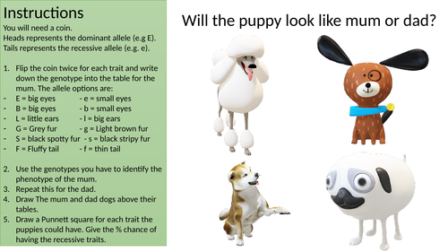 Punnett Square activity | Teaching Resources