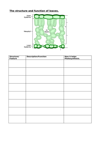 GCSE Biology Leaf Adaptations Differentiated Worksheet | Teaching Resources