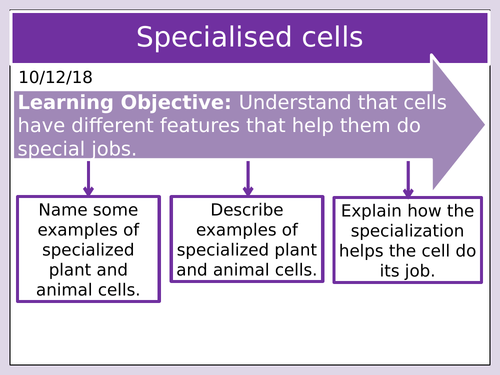 KS3 Specialised cells | Teaching Resources