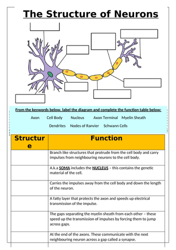 Structure and Function of Neurons and Hebb's Theory (2 part lesson) AQA ... Structure and Function of Neurons and Hebb's Theory (2 part lesson) AQA ...