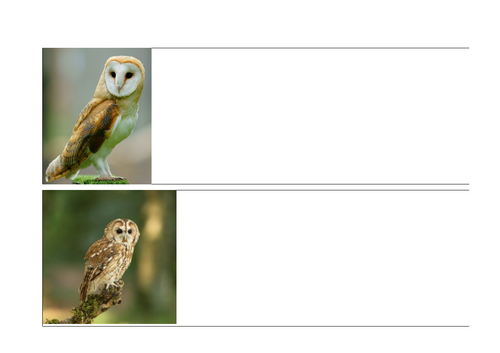 Table names - owl themed | Teaching Resources