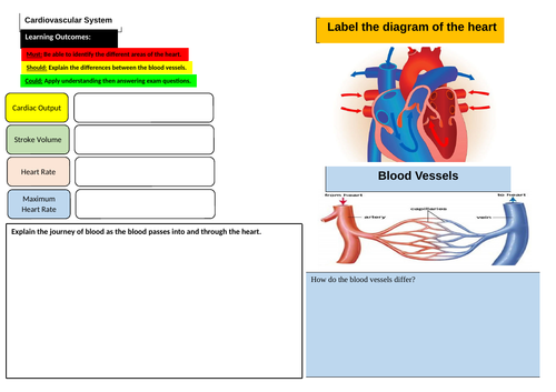 Cardiovascular System Learning Mat | Teaching Resources Cardiovascular System Learning Mat | Teaching Resources