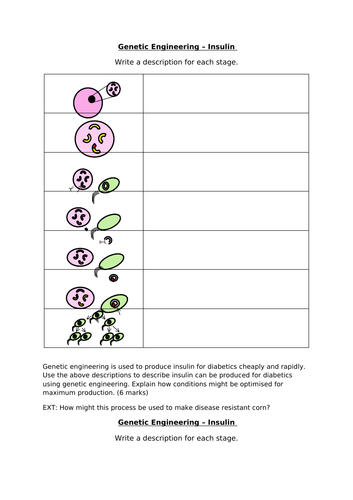 Genetic Engineering Worksheets Middle School