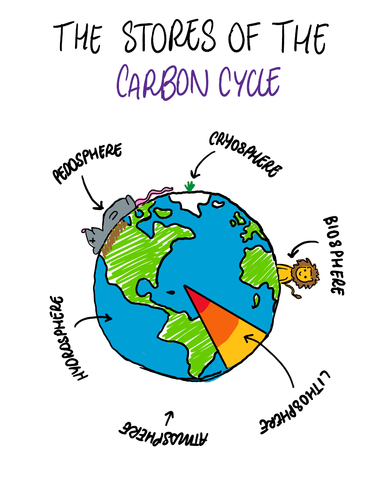 Carbon Stores | Teaching Resources