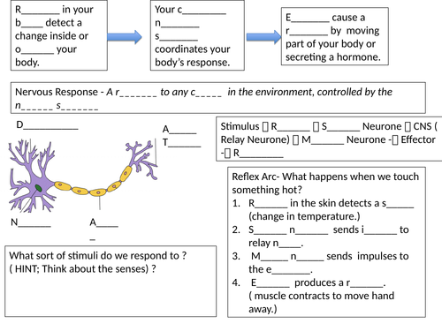Year 9 LA Nervous system and eye revision map | Teaching Resources