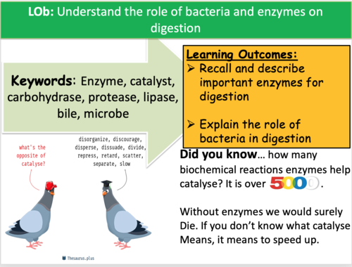 Bacteria and Enzymes in Digestion | Teaching Resources