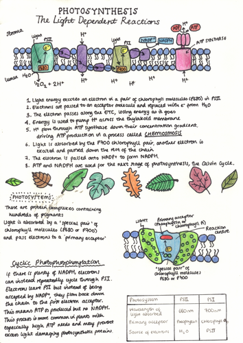 A-Level Biology Photosynthesis: Light Reactions | Teaching Resources