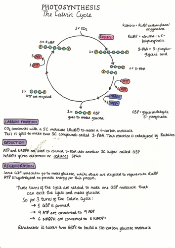 A-Level Biology Photosynthesis: Calvin Cycle | Teaching Resources