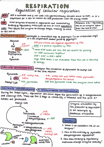 A-Level Biology: Regulating Respiration | Teaching Resources