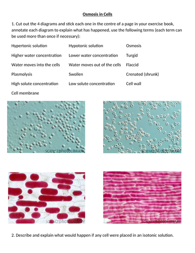 GCSE Biology - Osmosis Worksheet | Teaching Resources