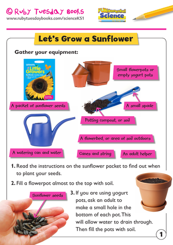 KS1 Science: Plants - Let’s grow a sunflower! | Teaching Resources KS1 Science: Plants - Let’s grow a sunflower! | Teaching Resources