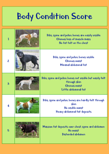 Animal Care: Body Condition Scoring | Teaching Resources