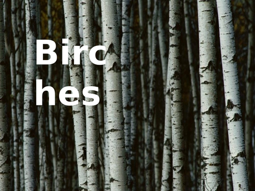 PPT analysis of Birches by Robert Frost. | Teaching Resources