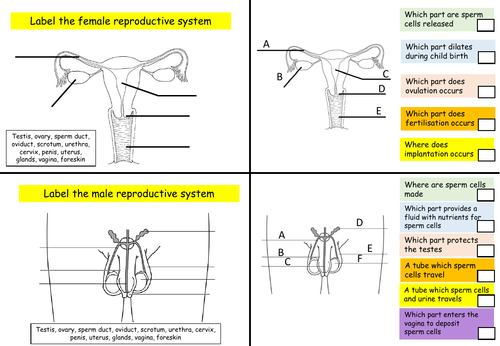 KS3 Genes and Reproduction Revision | Teaching Resources