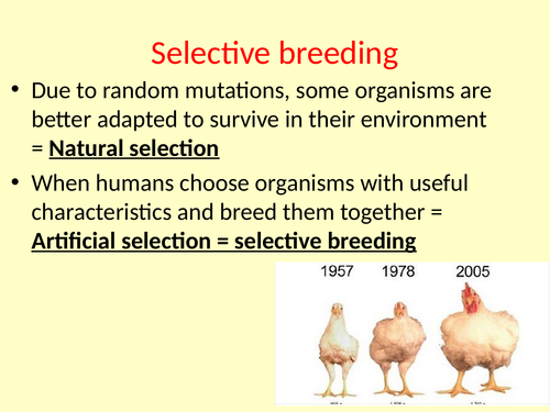 Selective Breeding - Edexcel 9-1 Biology | Teaching Resources Selective Breeding - Edexcel 9-1 Biology | Teaching Resources