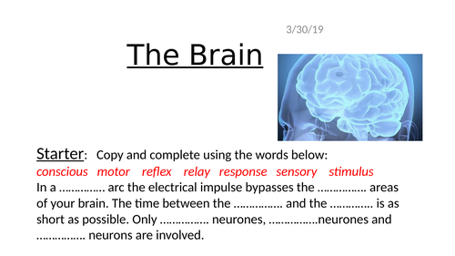 4.5.2.2 The brain AQA HT | Teaching Resources