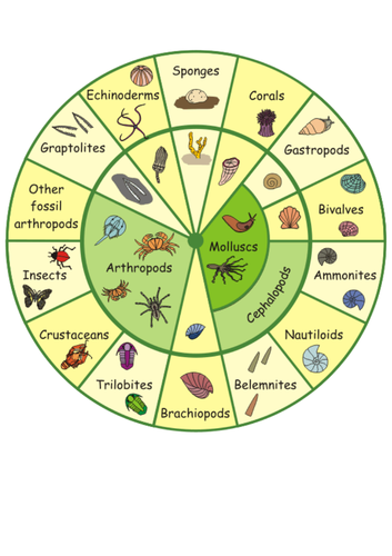 Evolution and inheritance start of unit year 6 | Teaching Resources