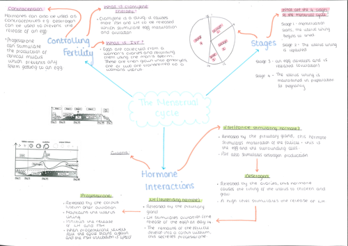 The Menstrual Cycle Mind Map | Teaching Resources