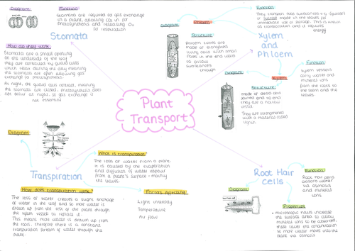Plant Transport Mind Map | Teaching Resources