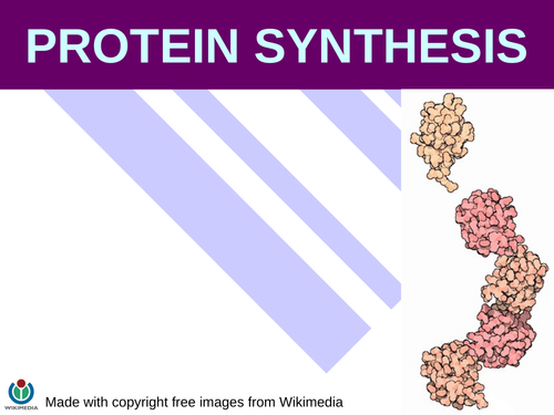 Translation, mRNA, tRNA, rRNA, Genetic code control of gene expression ...