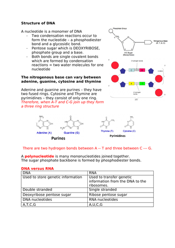 Edexcel A Level Biology A - Topic 3 Proteins, Enzymes, DNA Notes ...