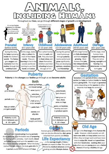 Year 5 Science Poster - Animals, including humans | Teaching Resources Year 5 Science Poster - Animals, including humans | Teaching Resources