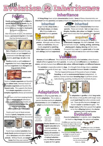 Year 6 Science Poster - Evolution and inheritance | Teaching Resources Year 6 Science Poster - Evolution and inheritance | Teaching Resources