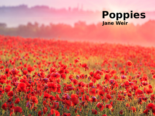 Poppies by Jane Weir- Poetry Analysis (CCEA GCSE Conflict Poetry ...